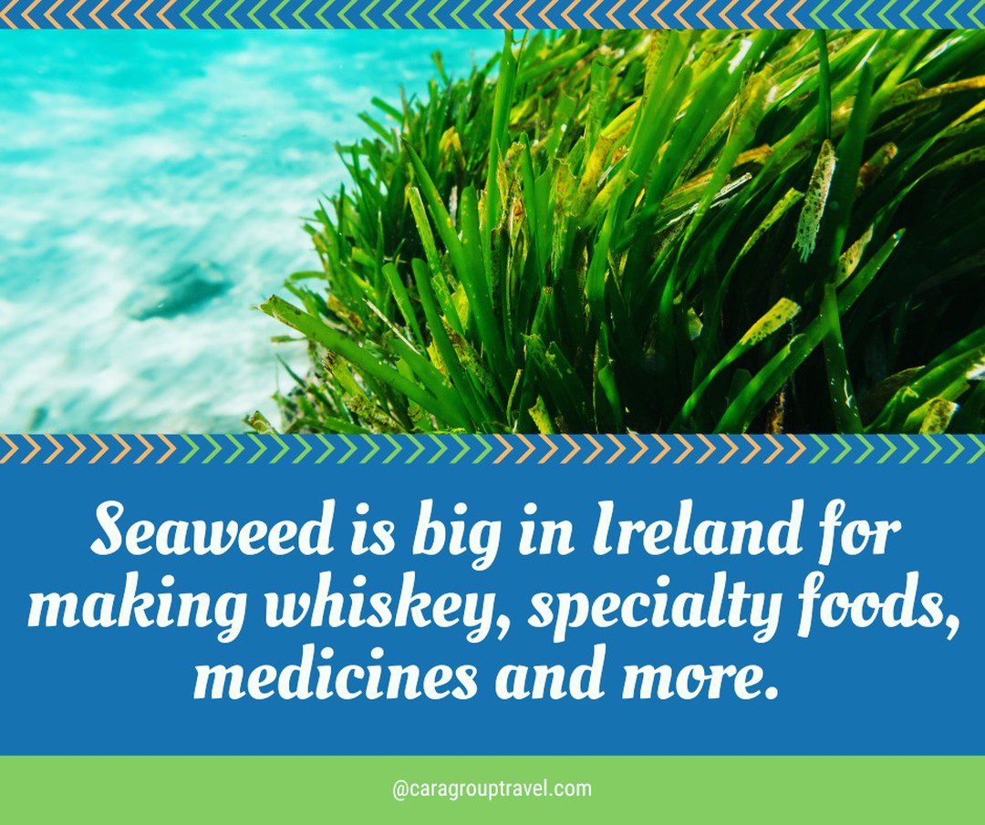 Discover the magical properties of Irish seaweed in foraging ...
